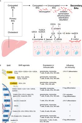 Frontiers | Bile acids in immunity: Bidirectional mediators between the ...