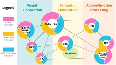 Frontiers | Face yourself: The social neuroscience of mirror gazing