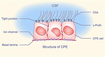 Frontiers | Choroid plexus epithelium and its role in neurological diseases