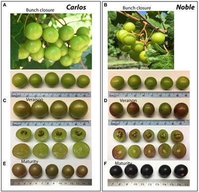 Frontiers | Transcriptional profiling of two muscadine grape cultivars ...