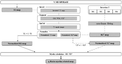 Frontiers | Quantitative myelin-related maps from R1 and T2* ratio ...