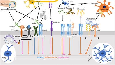Frontiers | The molecular regulation of oligodendrocyte development and ...