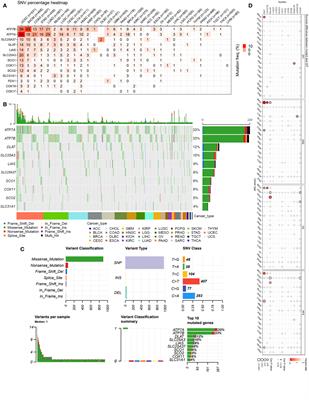 Frontiers | Pan-cancer genetic analysis of cuproptosis and copper ...