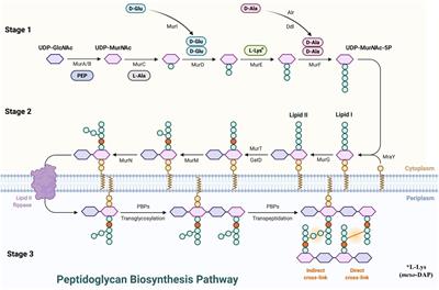 Frontiers | Breaking down the cell wall: Still an attractive ...