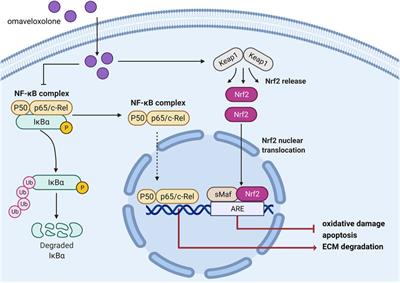 Frontiers | Omaveloxolone inhibits IL-1β-induced chondrocyte apoptosis ...