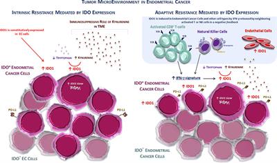 Frontiers | Targeting immunometabolism mediated by the IDO1 Pathway: A ...