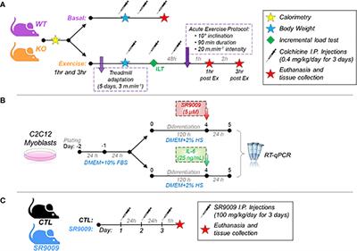 Frontiers | IL-6 deletion decreased REV-ERBα protein and influenced ...