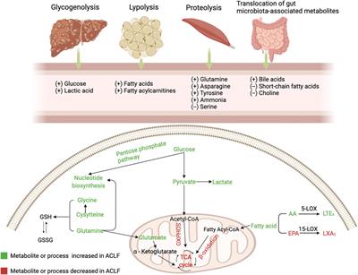 Frontiers | Metabolomics profiles in acute-on-chronic liver failure ...