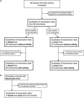 Frontiers | Renal X-inactivation in female individuals with X-linked ...
