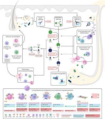 Frontiers | Complement activation in Hidradenitis suppurativa: Covert ...