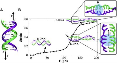 Frontiers | Understanding protein diffusion on force-induced stretched ...