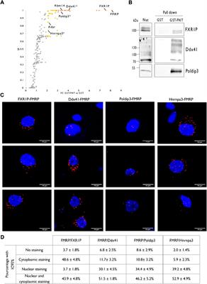 Frontiers | Combining affinity purification and mass spectrometry to ...