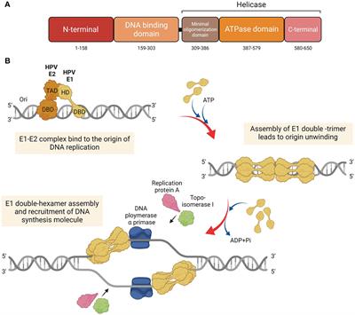 Frontiers | Role of HPV16 E1 in cervical carcinogenesis
