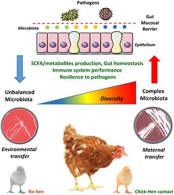 Frontiers | Uncovering the core principles of the gut-lung axis to ...
