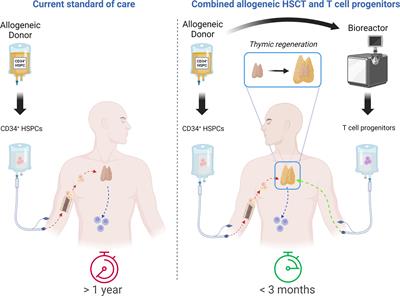Frontiers | T-Cell Progenitors As A New Immunotherapy to Bypass Hurdles ...