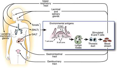 Frontiers in Immunology | Mucosal Immunity