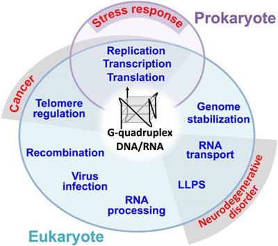 Frontiers | Essential Roles and Risks of G-Quadruplex Regulation ...