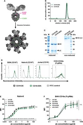 Frontiers | Dual Fc optimization to increase the cytotoxic activity of ...
