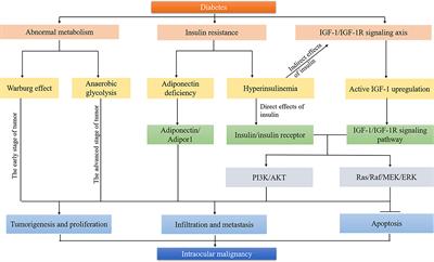 Frontiers | New insights into the prognosis of intraocular malignancy ...