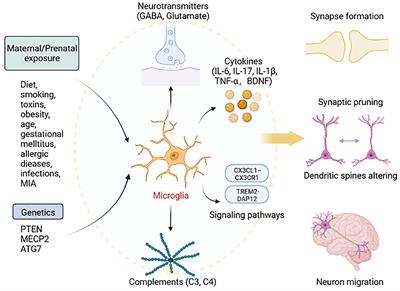 Frontiers | Microglia: Synaptic modulator in autism spectrum disorder