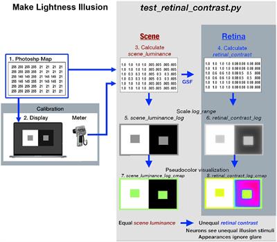 Frontiers | Edges and gradients in lightness illusions: Role of optical ...