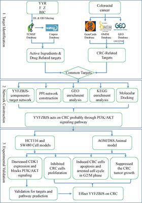 Frontiers | Integrated network pharmacology and experimental ...