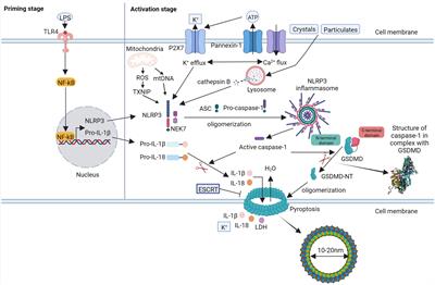 Frontiers | Molecular mechanisms and functions of pyroptosis in sepsis ...