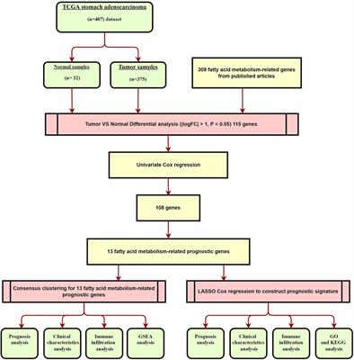 Frontiers | Classification of stomach adenocarcinoma based on fatty ...