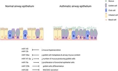 Frontiers | Role of airway epithelial cell miRNAs in asthma
