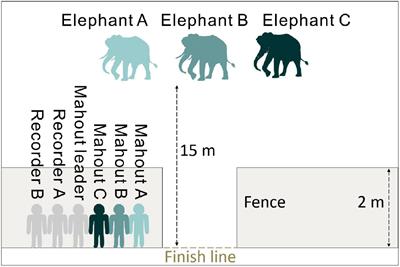 Elephant Evolution Timeline
