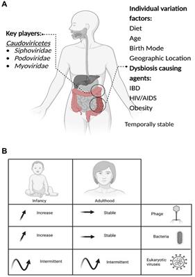 Frontiers | The human gut virome: composition, colonization ...