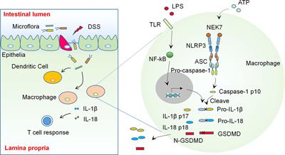 Frontiers | Inflammasome-targeting natural compounds in inflammatory ...