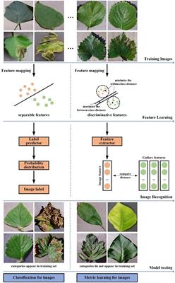 Frontiers | Leaf disease image retrieval with object detection and deep ...