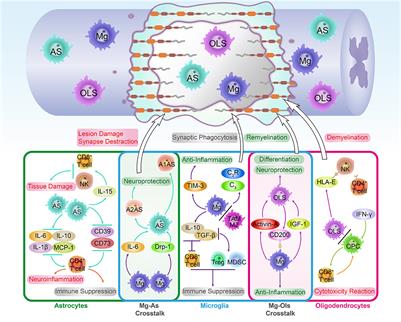 Frontiers | Revisiting the immune landscape post spinal cord injury ...