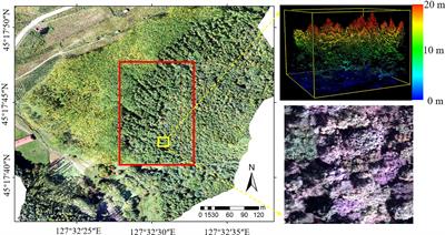 Frontiers | Identification of tree species based on the fusion of UAV ...