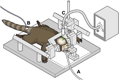 Frontiers | Quantitative behavioral evaluation of a non-human primate ...