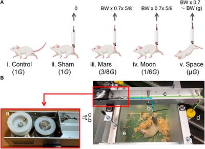 Frontiers | A new type of simulated partial gravity apparatus for rats ...