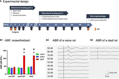 Frontiers | Processing of auditory information in forebrain regions ...