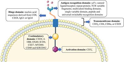 Frontiers | Chimeric antigen receptor T-cell therapy for T-ALL and AML