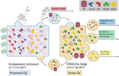 Frontiers | Selective Secretion of KDEL-Bearing Proteins: Mechanisms ...