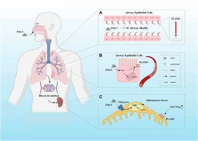 Frontiers | MicroRNAs: Potential mediators between particulate matter 2 ...