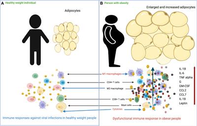 Frontiers | Immune response to arbovirus infection in obesity