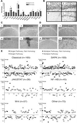 Frontiers | Time and age dependent regulation of neuroinflammation in a ...