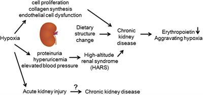 Frontiers | Effects of high altitude on renal physiology and kidney ...