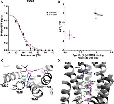 Frontiers | Novel variants provide differential stabilisation of human ...