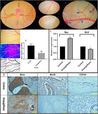 Frontiers | Empagliflozin induces apoptotic-signaling pathway in ...