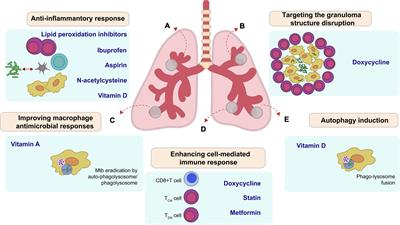 Frontiers | Host-directed therapies in pulmonary tuberculosis: Updates ...