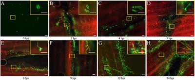 Frontiers | Early infection response of fungal biotroph Ustilago maydis ...