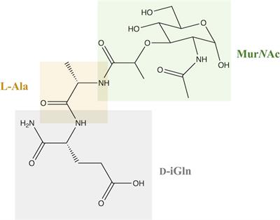 Frontiers | Muramyl dipeptide-based analogs as potential anticancer ...