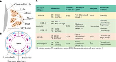 Frontiers | Epigenetics and environment in breast cancer: New paradigms ...